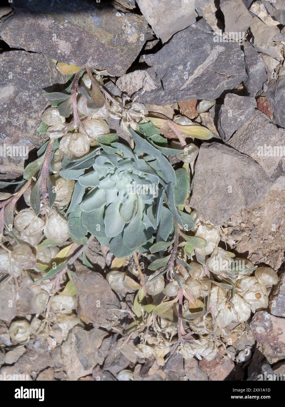 Fremont County Twinpod (Physaria saximontana) Plantae Stock Photo - Alamy