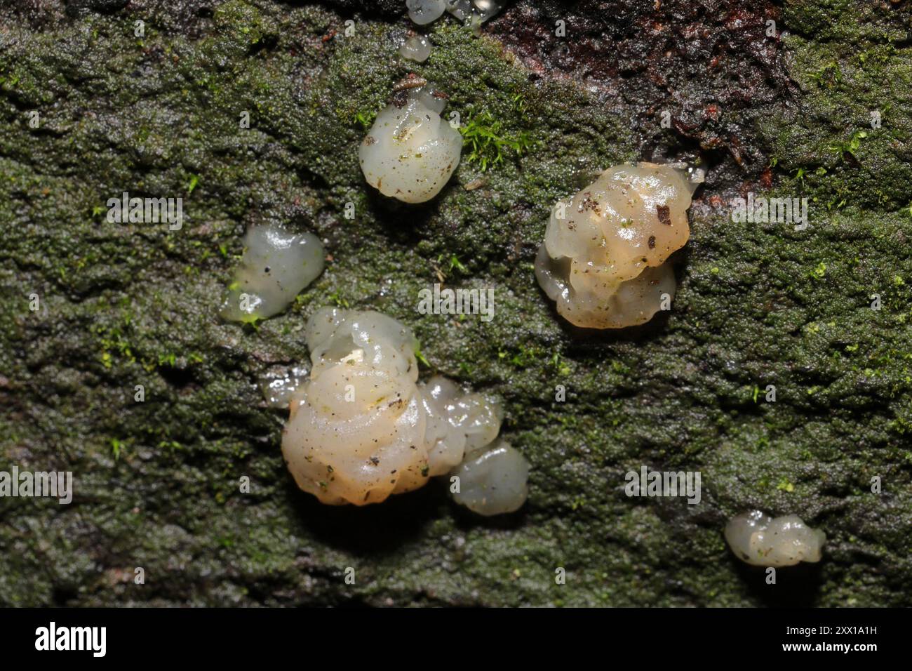Crystal Brain Fungus (Myxarium nucleatum) Fungi Stock Photo - Alamy