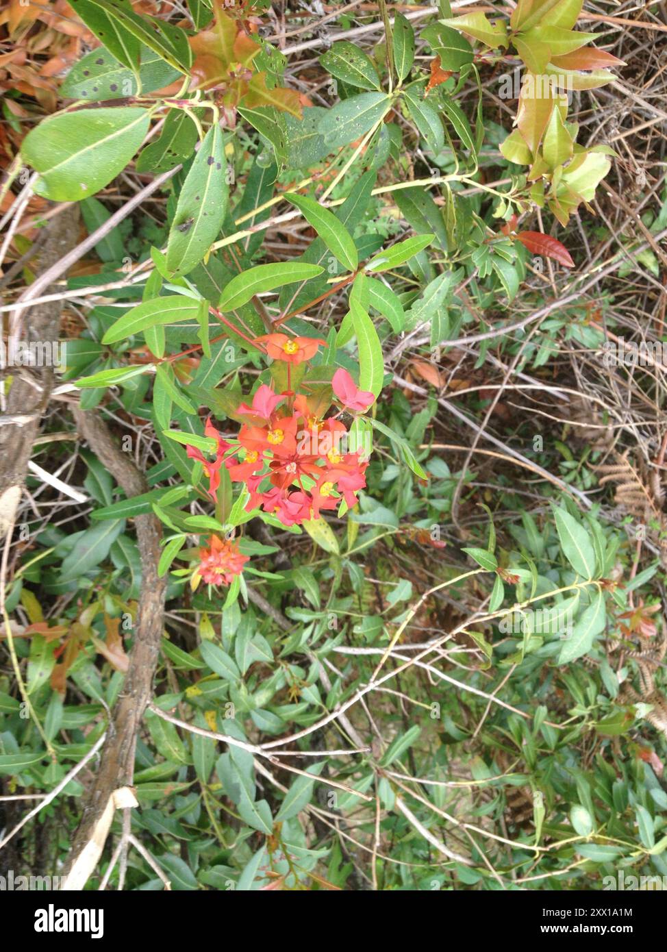 Fireglow Spurge (Euphorbia griffithii) Plantae Stock Photo - Alamy