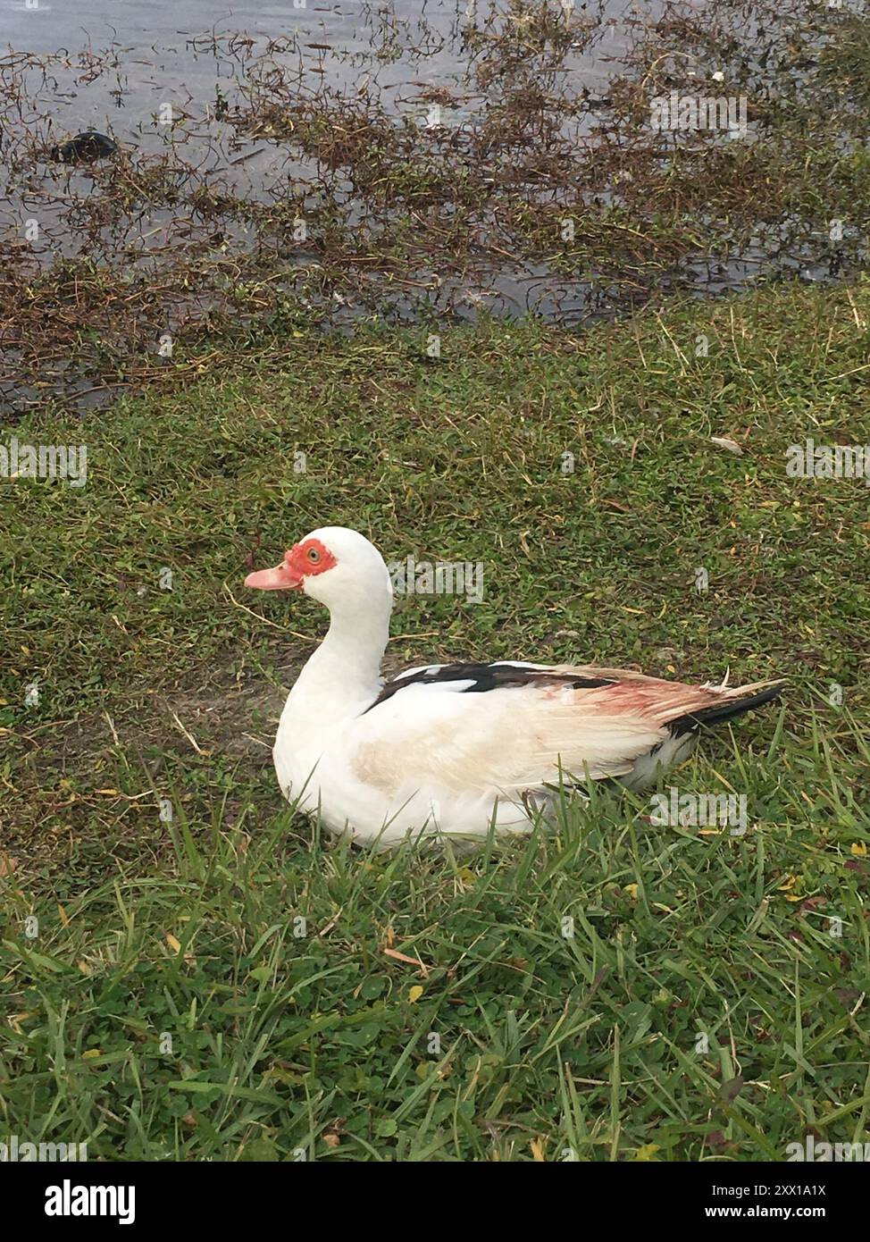 Domestic Muscovy Duck (Cairina moschata domestica) Aves Stock Photo - Alamy