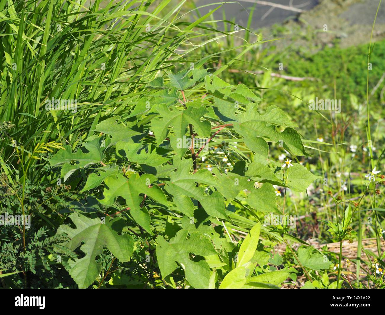 Paper mulberry (Broussonetia papyrifera) Plantae Stock Photo - Alamy