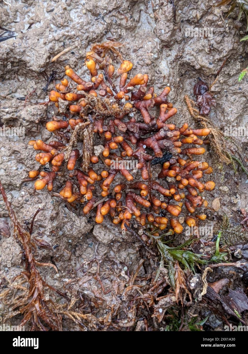 Alder Root Gall Bacteria (Frankia alni Stock Photo - Alamy