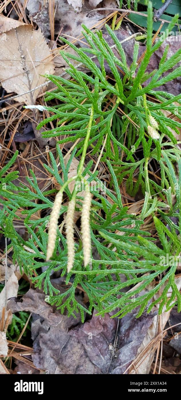 fan clubmoss (Diphasiastrum digitatum) Plantae Stock Photo - Alamy