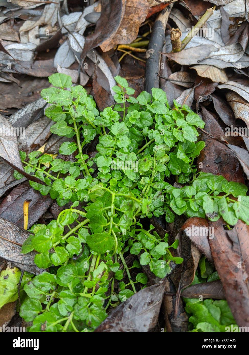 wavy bittercress (Cardamine flexuosa) Plantae Stock Photo - Alamy