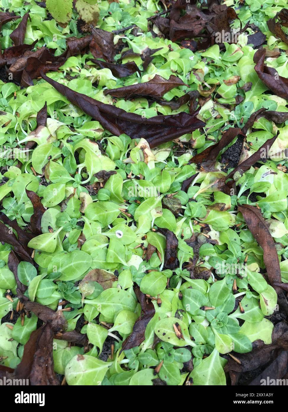 seaside brookweed (Samolus parviflorus) Plantae Stock Photo - Alamy
