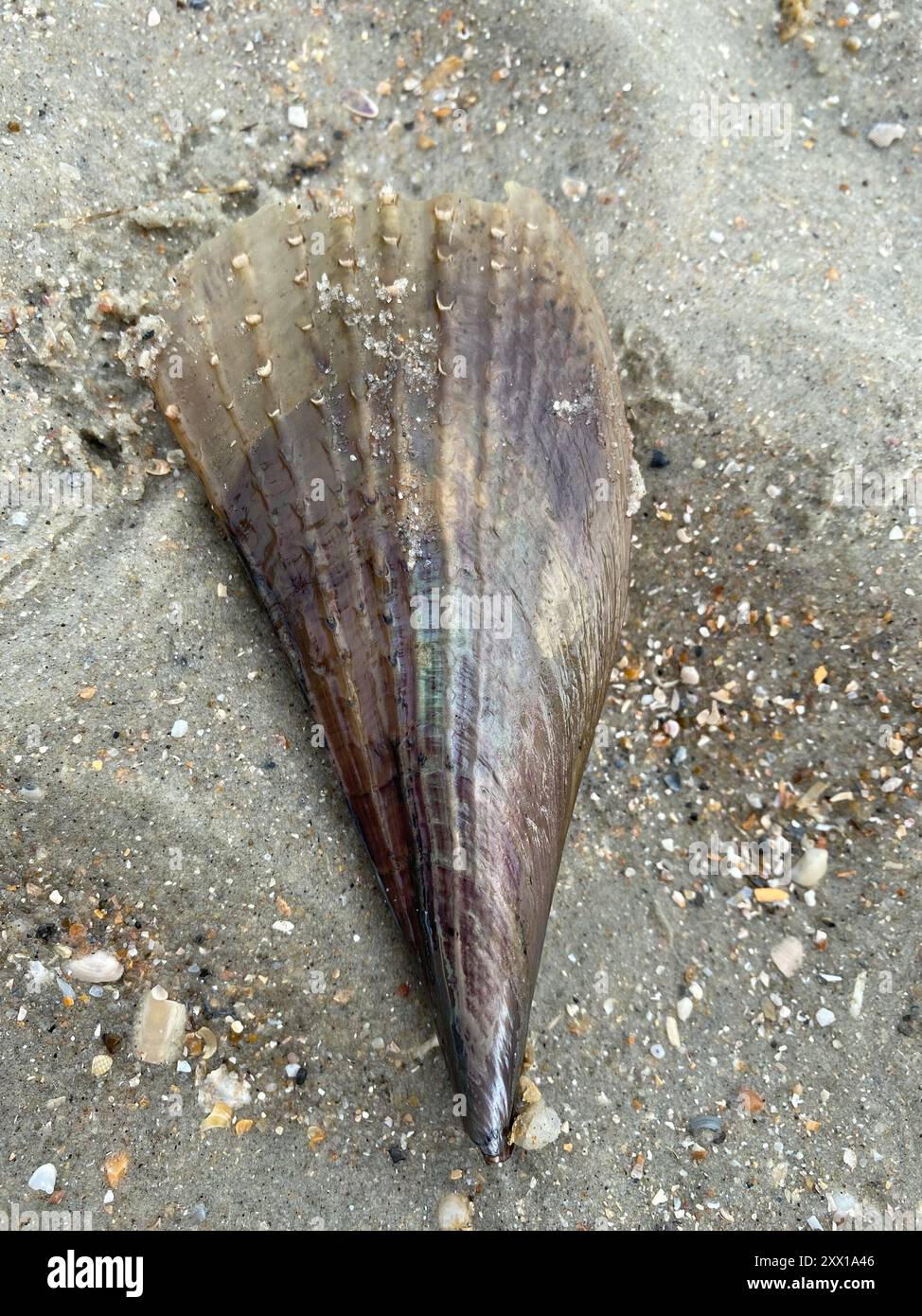 Atrina hi-res stock photography and images - Alamy