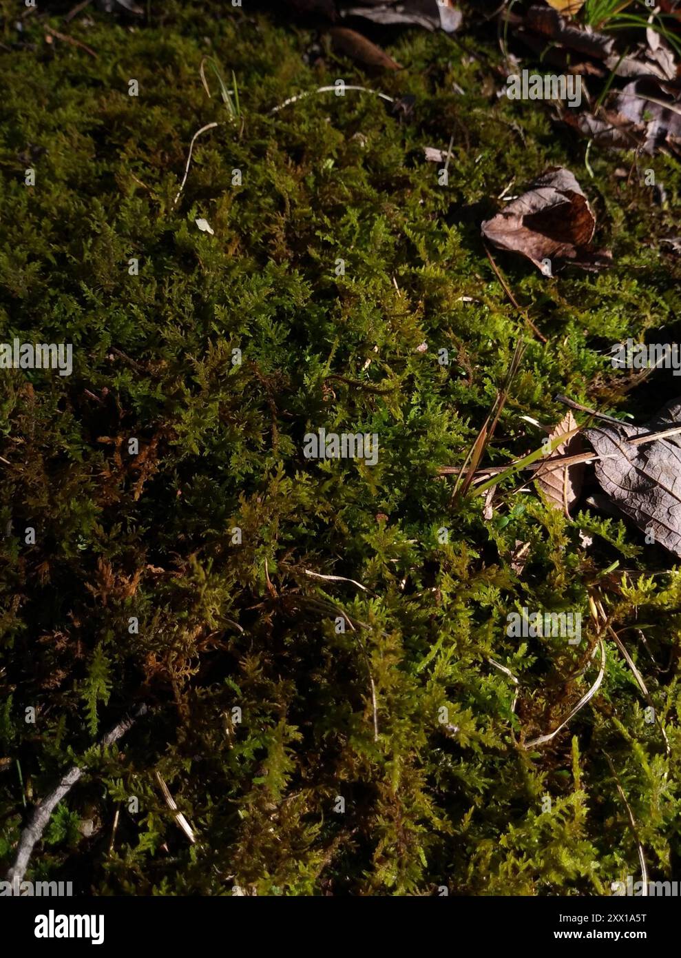delicate fern moss (Thuidium delicatulum) Plantae Stock Photo - Alamy