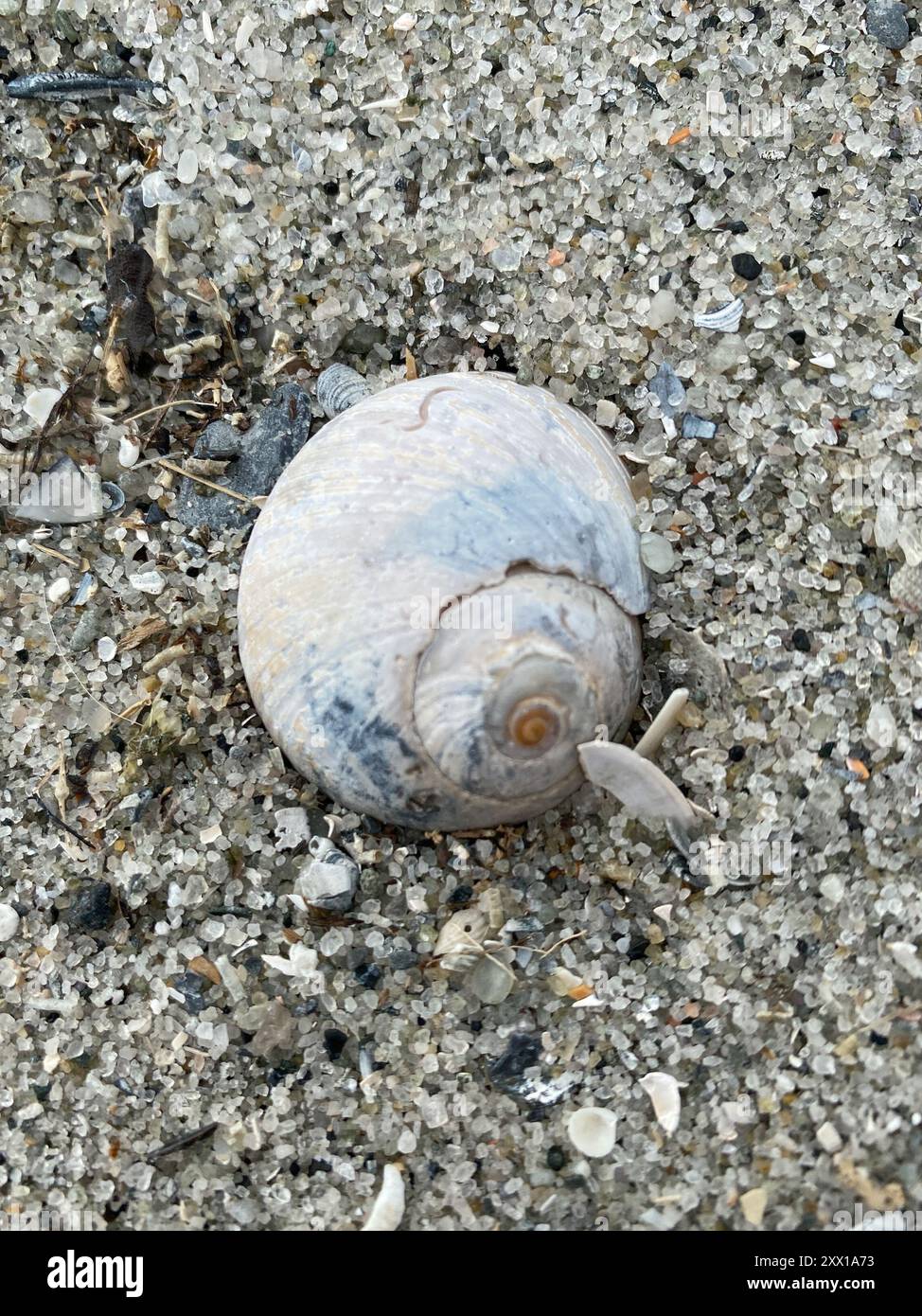 Shark Eye (Neverita duplicata) Mollusca Stock Photo - Alamy