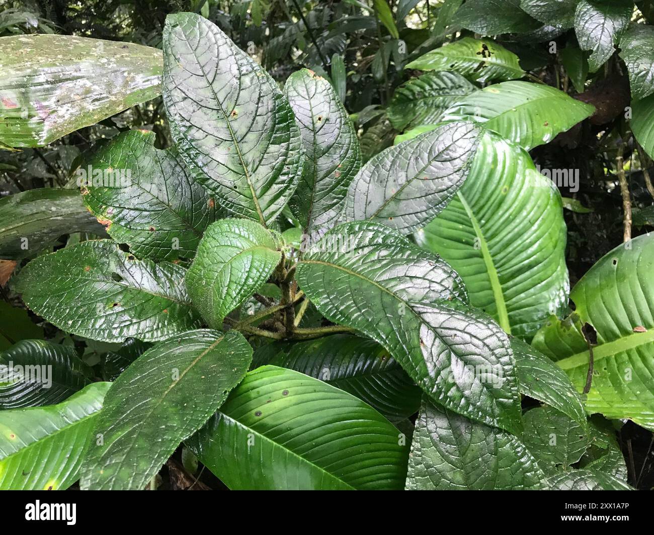 gesneria family (Gesneriaceae) Plantae Stock Photo - Alamy