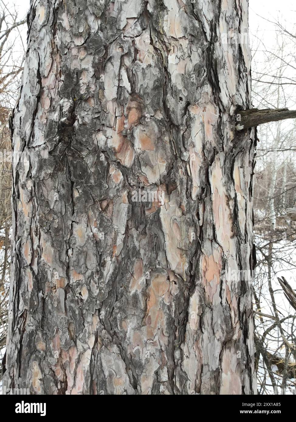 red pine (Pinus resinosa) Plantae Stock Photo - Alamy