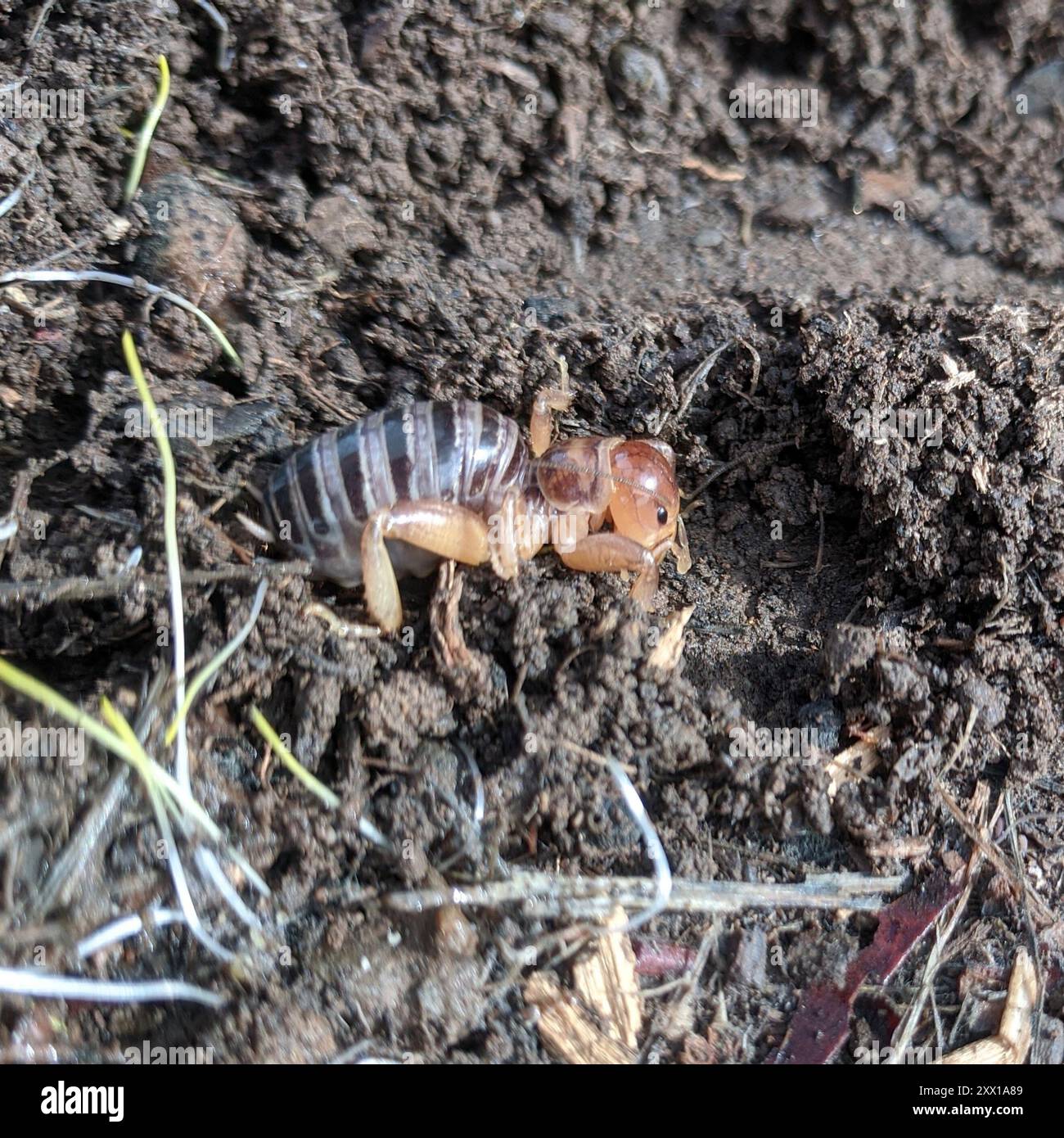 North American Jerusalem Crickets (Ammopelmatus) Insecta Stock Photo ...