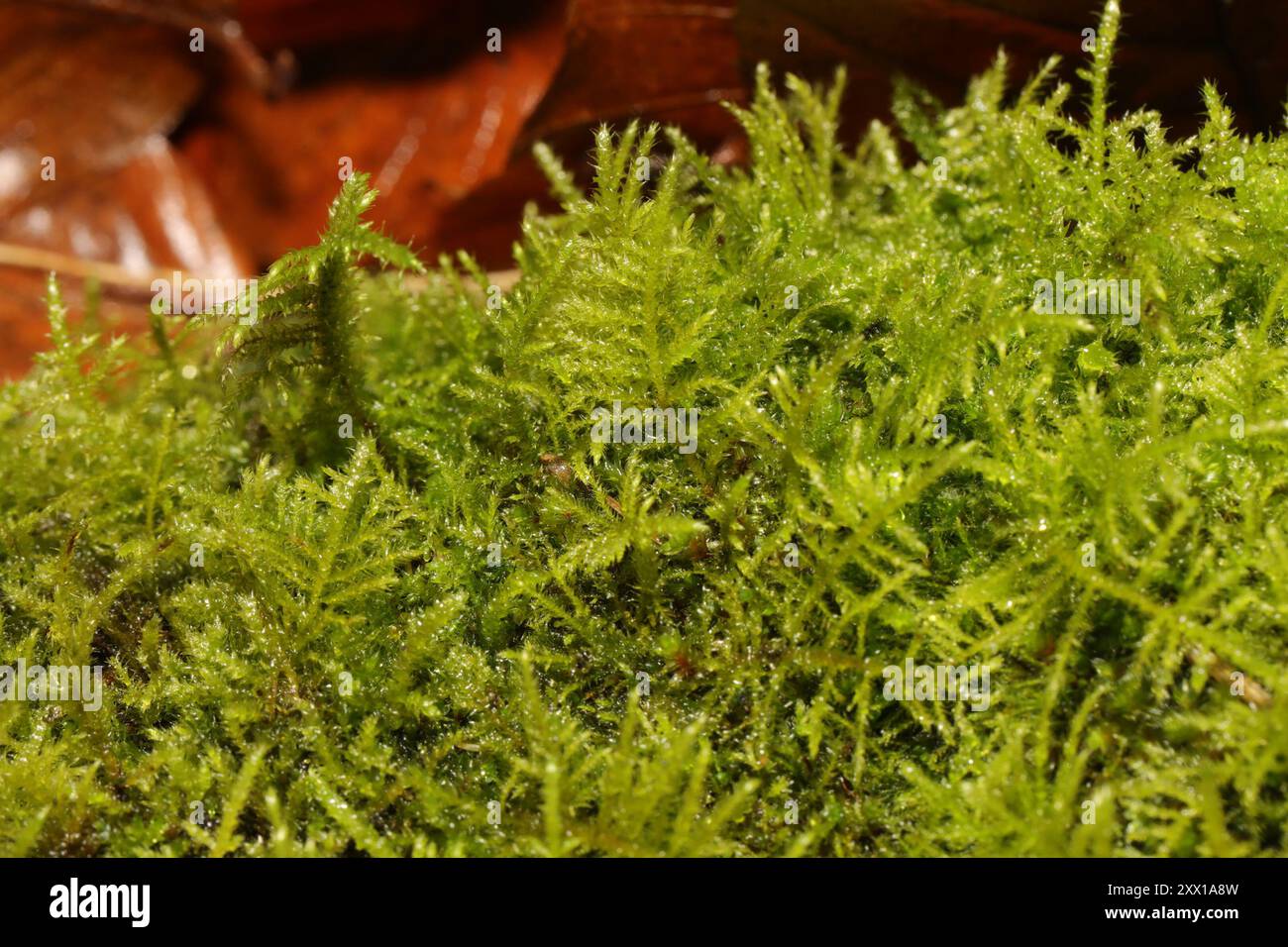 Common Feather-moss (Kindbergia praelonga) Plantae Stock Photo - Alamy