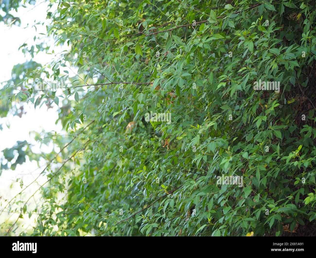 orange climber (Zanthoxylum asiaticum) Plantae Stock Photo - Alamy