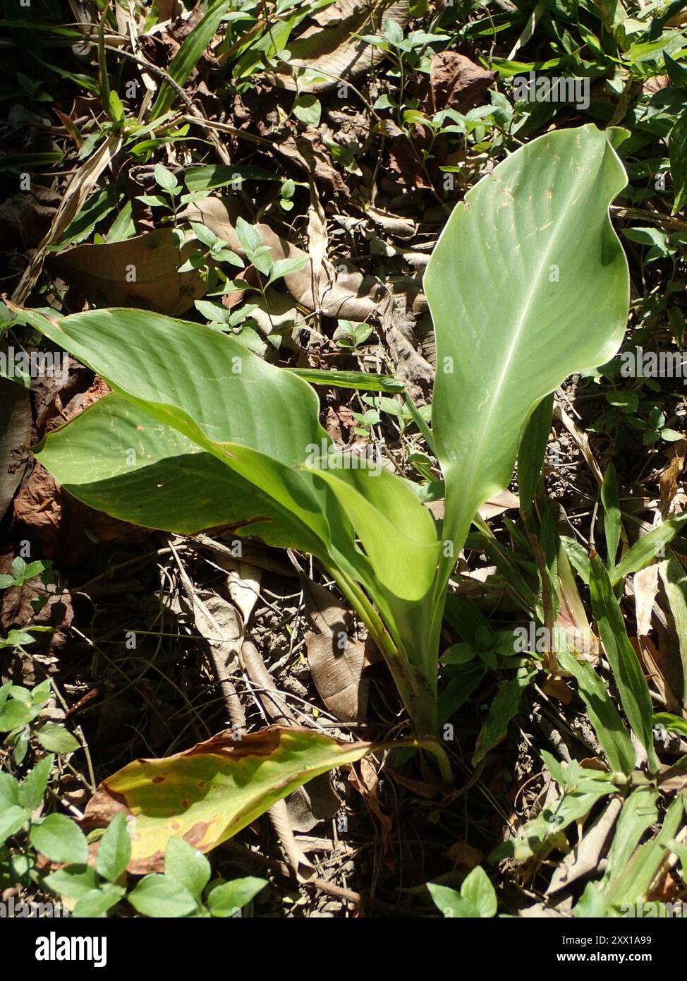 Indian shot (Canna indica) Plantae Stock Photo - Alamy