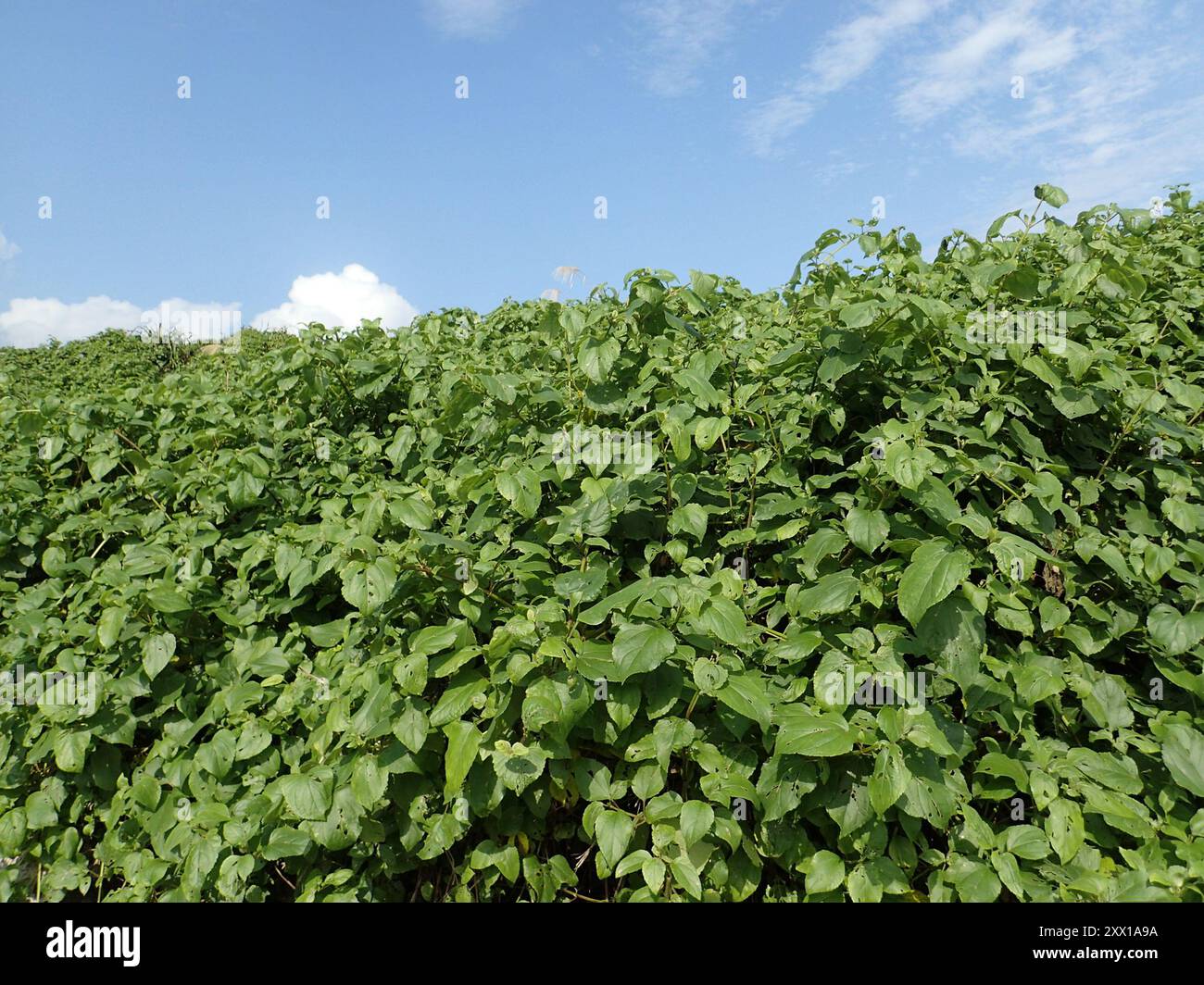 sea daisy (Wollastonia biflora) Plantae Stock Photo - Alamy