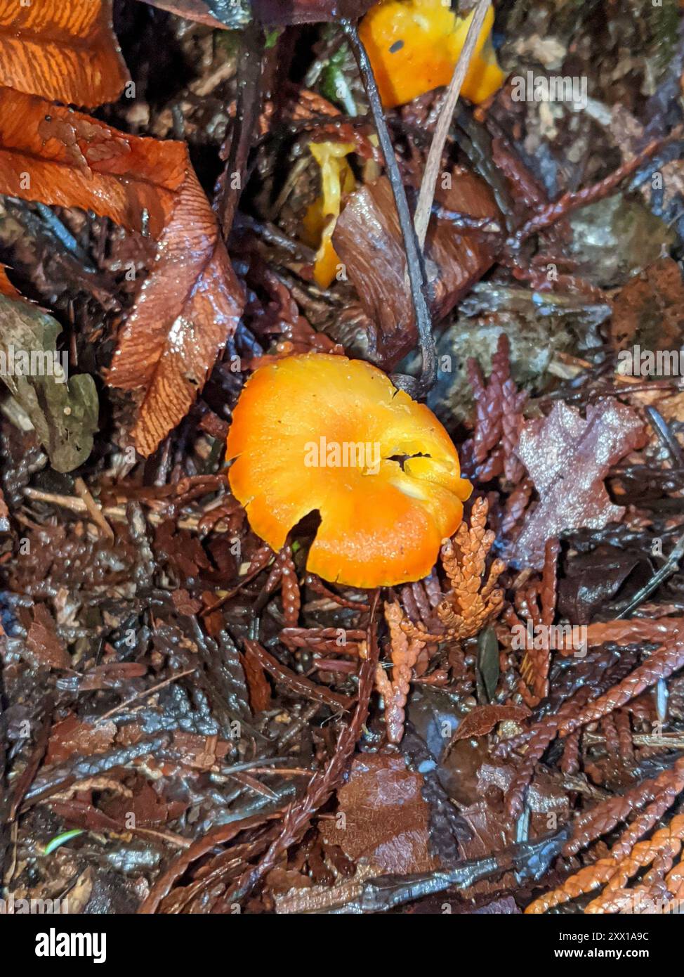 Golden Waxy Cap (Hygrocybe flavescens) Fungi Stock Photo - Alamy