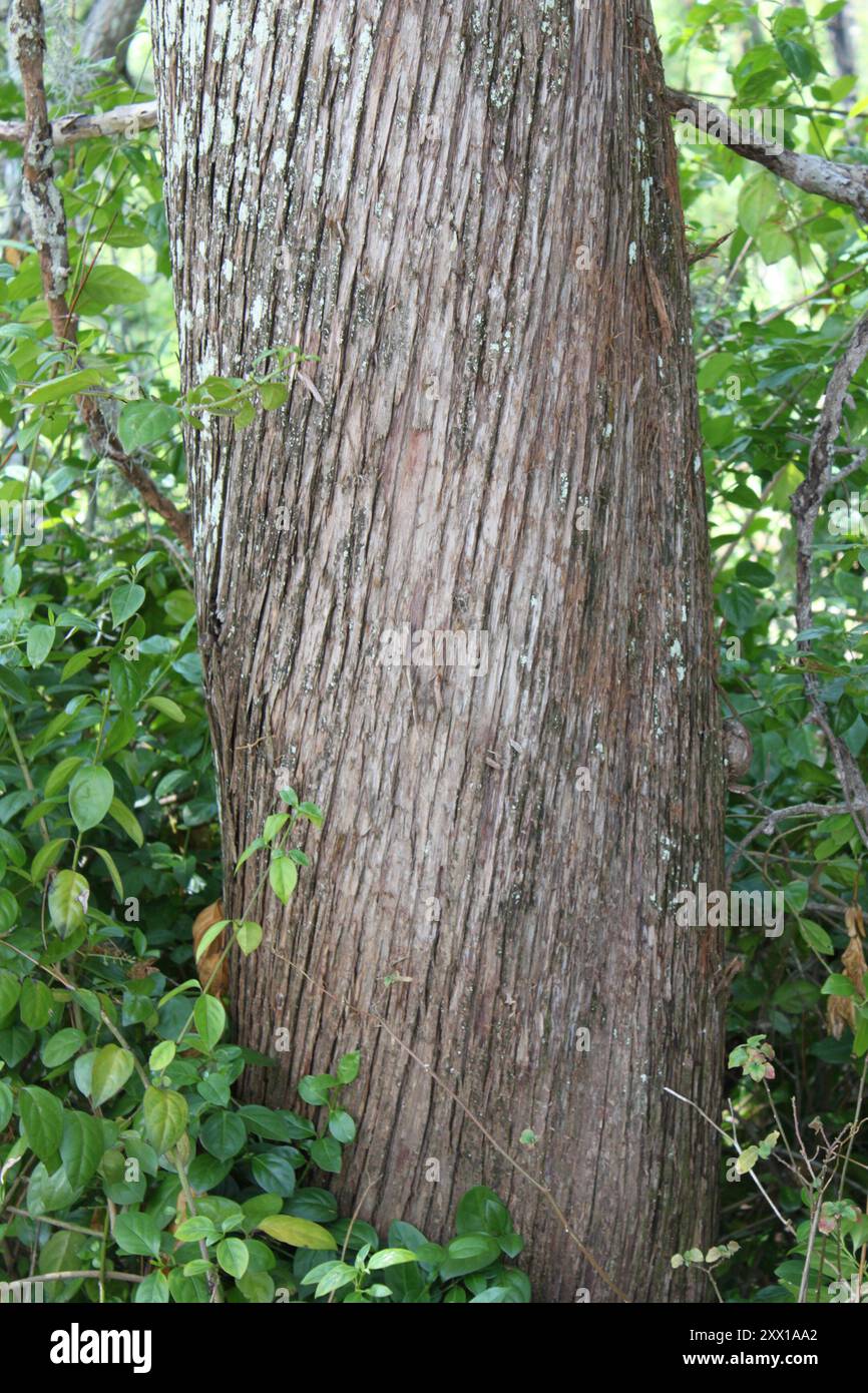 Southern Redcedar (Juniperus virginiana silicicola) Plantae Stock Photo ...