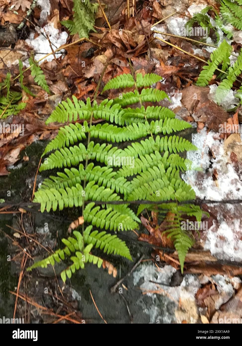 marginal wood fern (Dryopteris marginalis) Plantae Stock Photo - Alamy