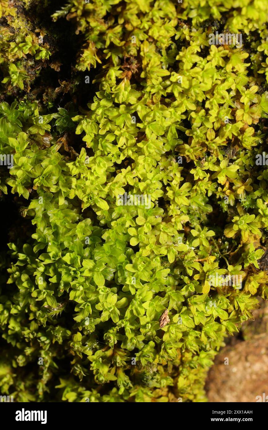 Water Screw-moss (Syntrichia latifolia) Plantae Stock Photo - Alamy