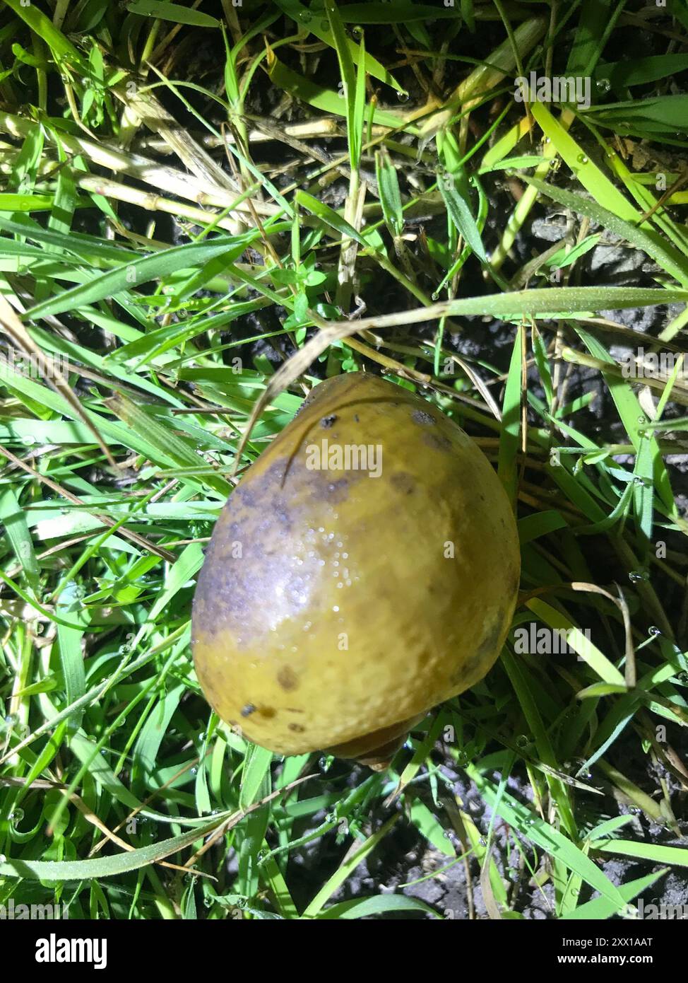 Channeled Apple Snail (Pomacea canaliculata) Mollusca Stock Photo - Alamy