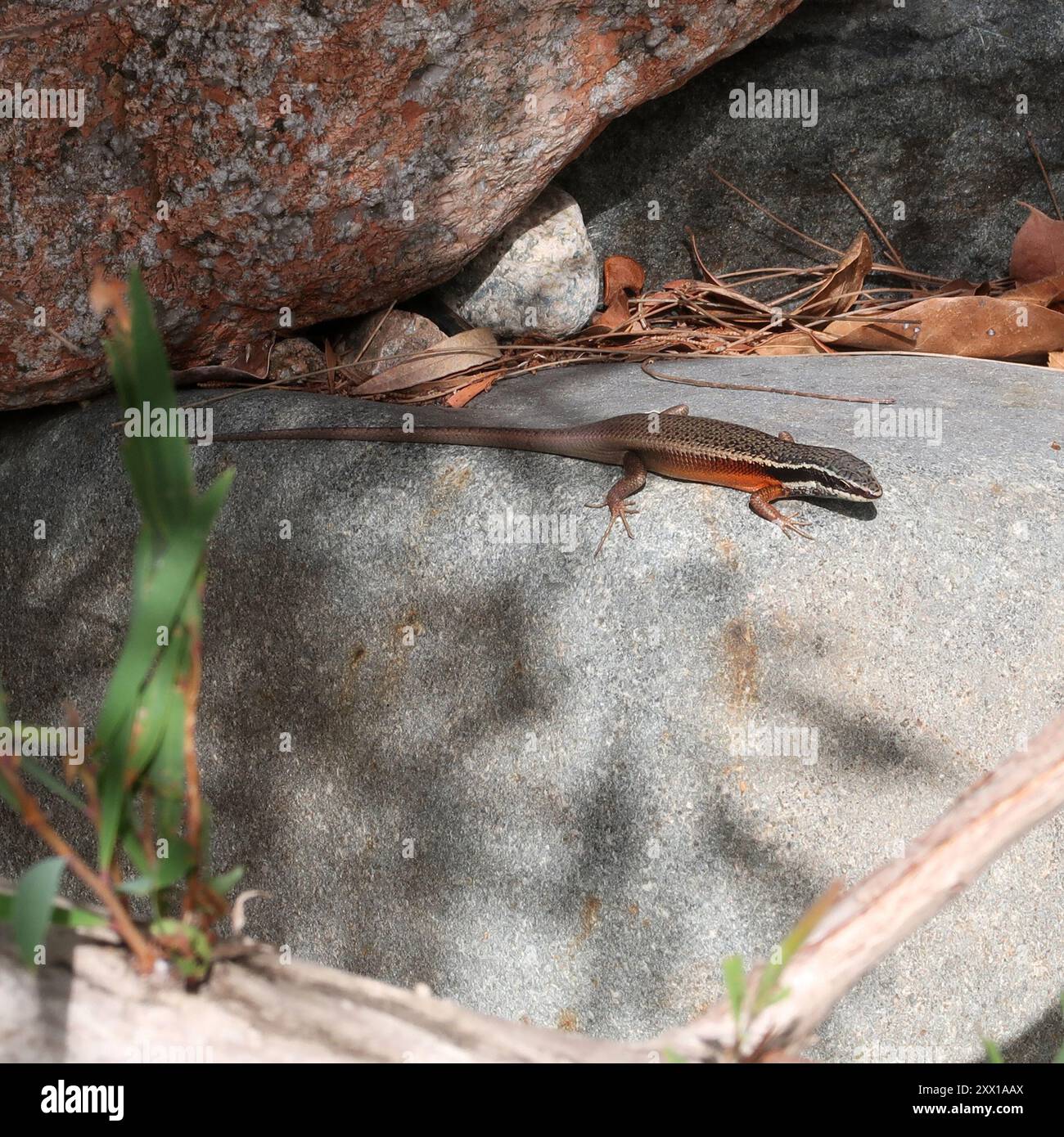 Black-throated Rainbow Skink (Carlia rostralis) Reptilia Stock Photo ...