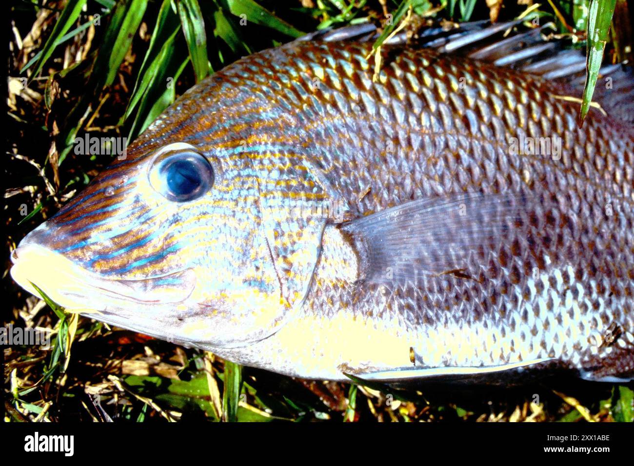 White Grunt (Haemulon plumierii) Actinopterygii Stock Photo - Alamy