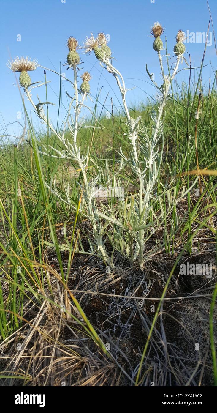 Pitcher's thistle (Cirsium pitcheri) Plantae Stock Photo - Alamy