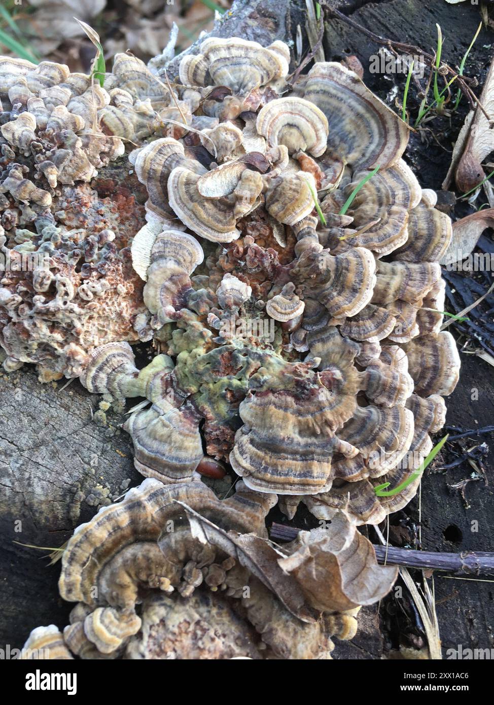 turkey-tail (Trametes versicolor) Fungi Stock Photo - Alamy