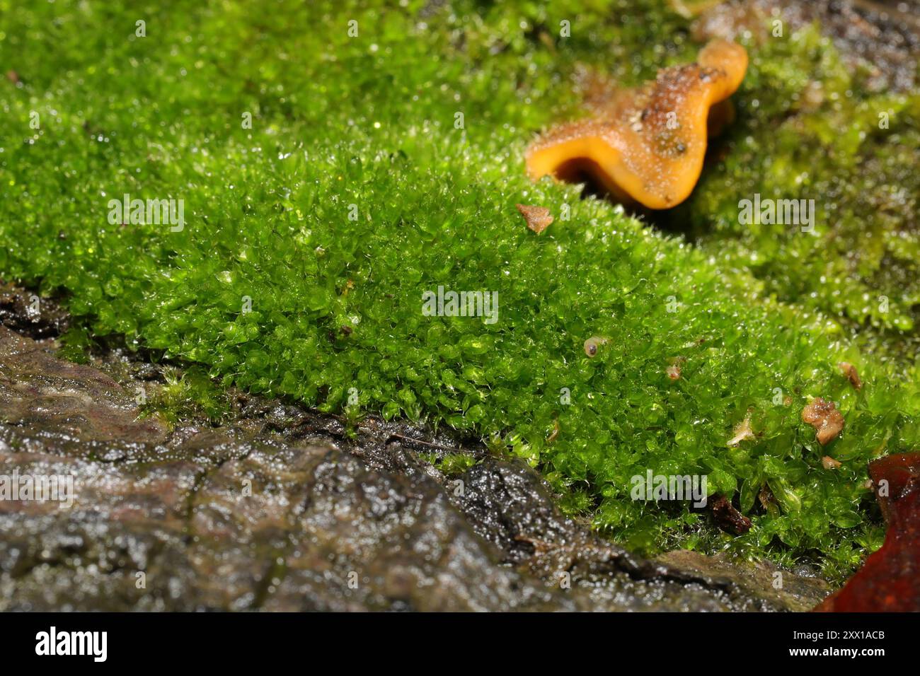 Capillary Thread-moss (Ptychostomum capillare) Plantae Stock Photo - Alamy