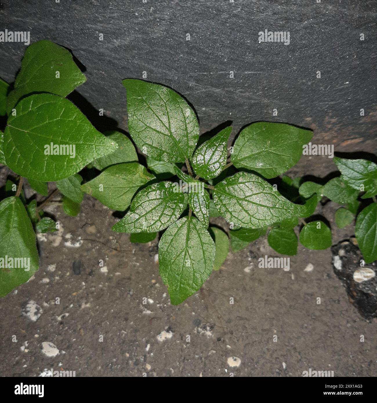 pellitory-of-the-wall (Parietaria judaica) Plantae Stock Photo - Alamy