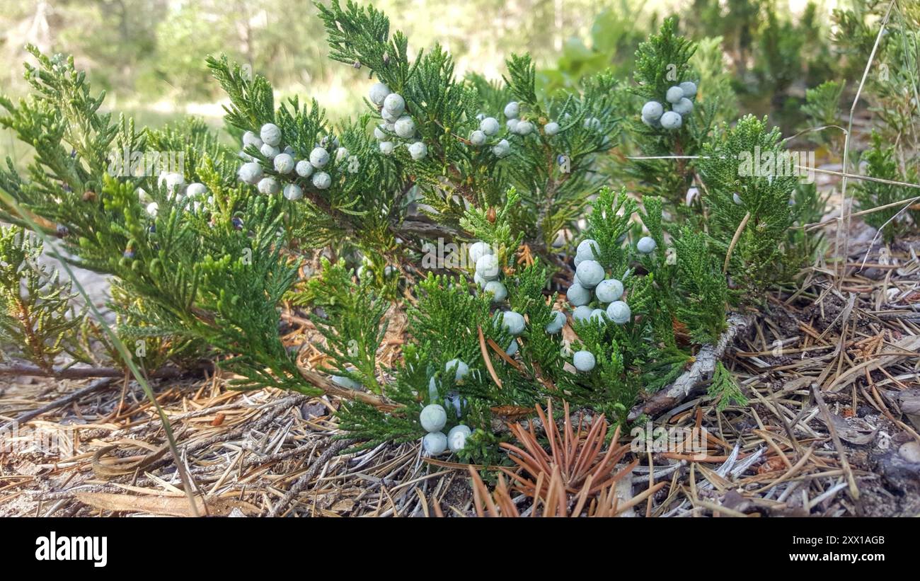 creeping juniper (Juniperus horizontalis) Plantae Stock Photo - Alamy