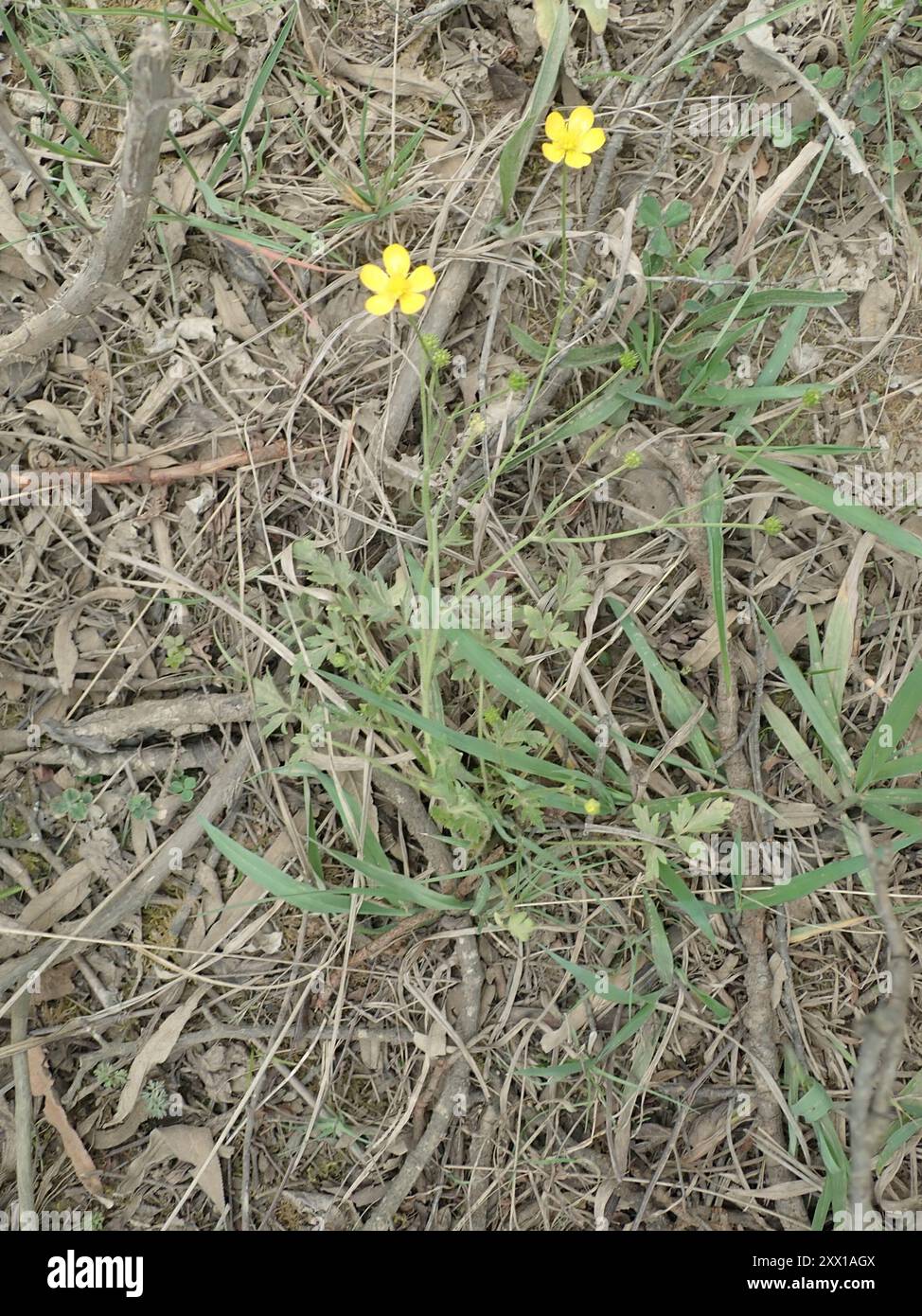 African buttercup (Ranunculus multifidus) Plantae Stock Photo - Alamy
