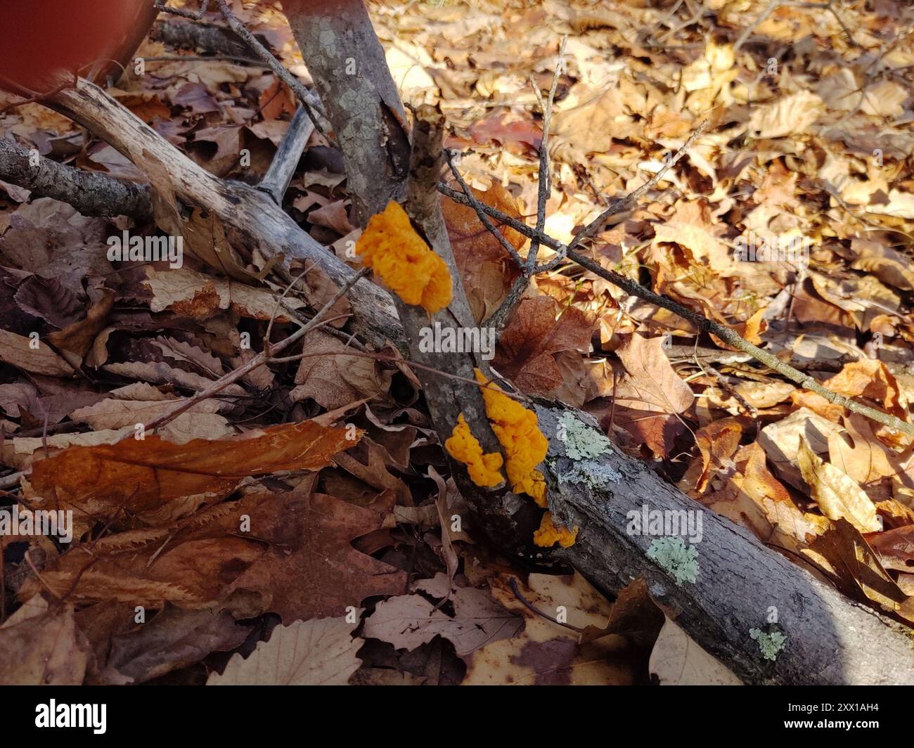 witch's butter (Tremella mesenterica) Fungi Stock Photo - Alamy