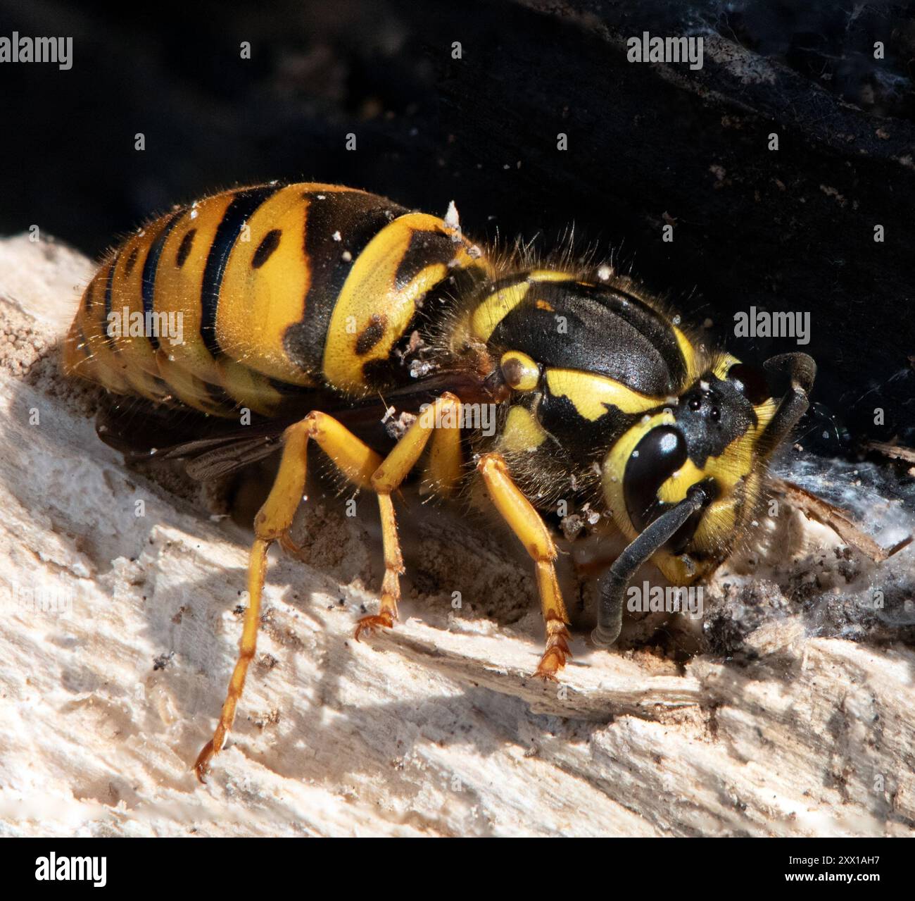 Eastern Yellowjacket (Vespula maculifrons) Insecta Stock Photo - Alamy