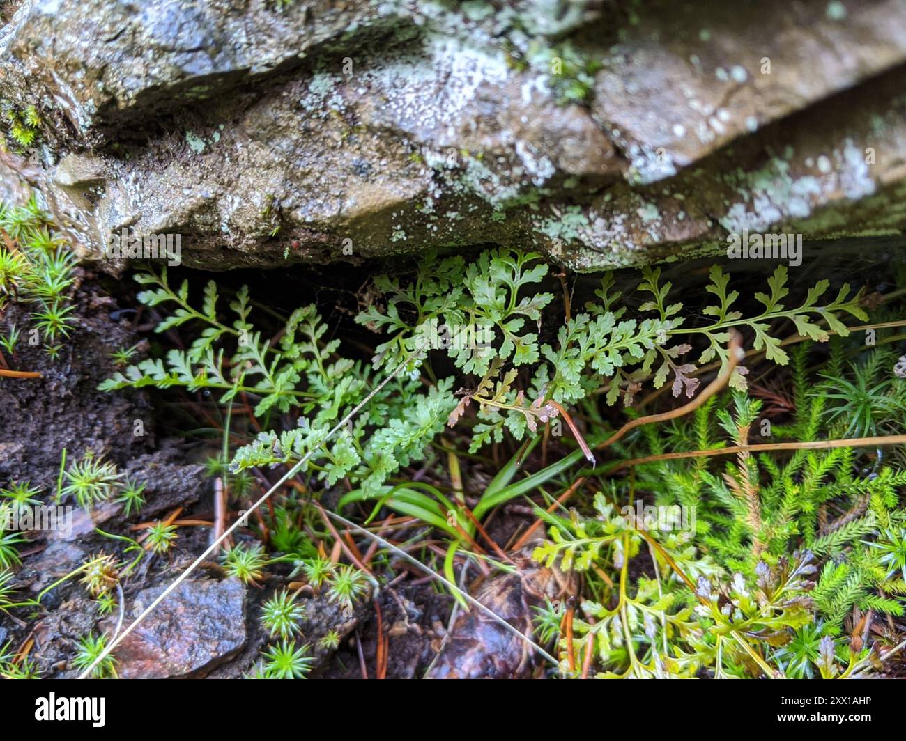 American parsley fern (Cryptogramma acrostichoides) Plantae Stock Photo ...