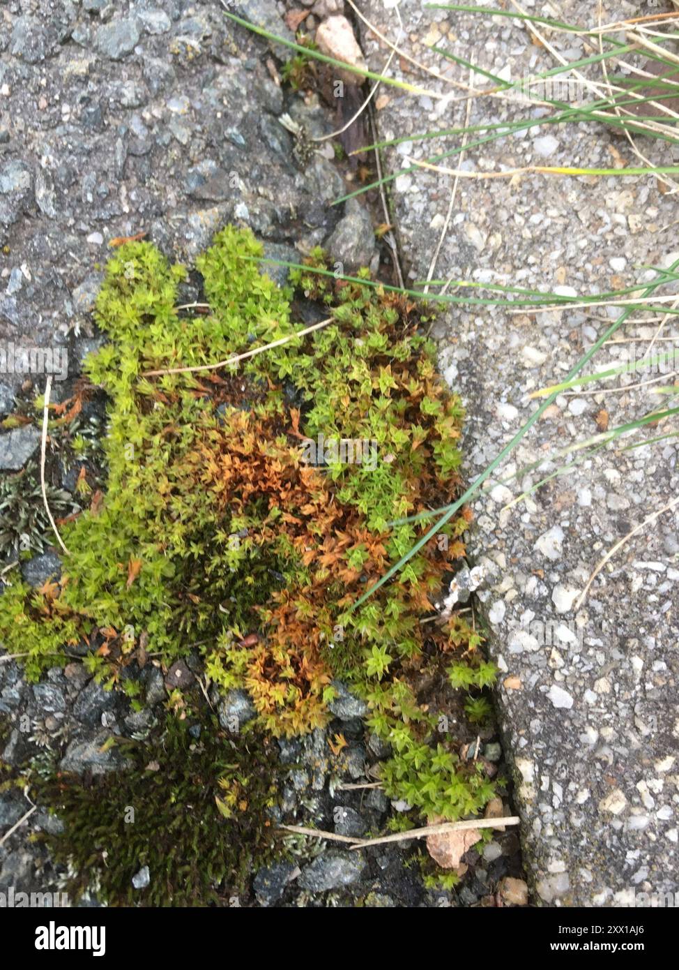 Star Moss (Syntrichia ruralis) Plantae Stock Photo - Alamy