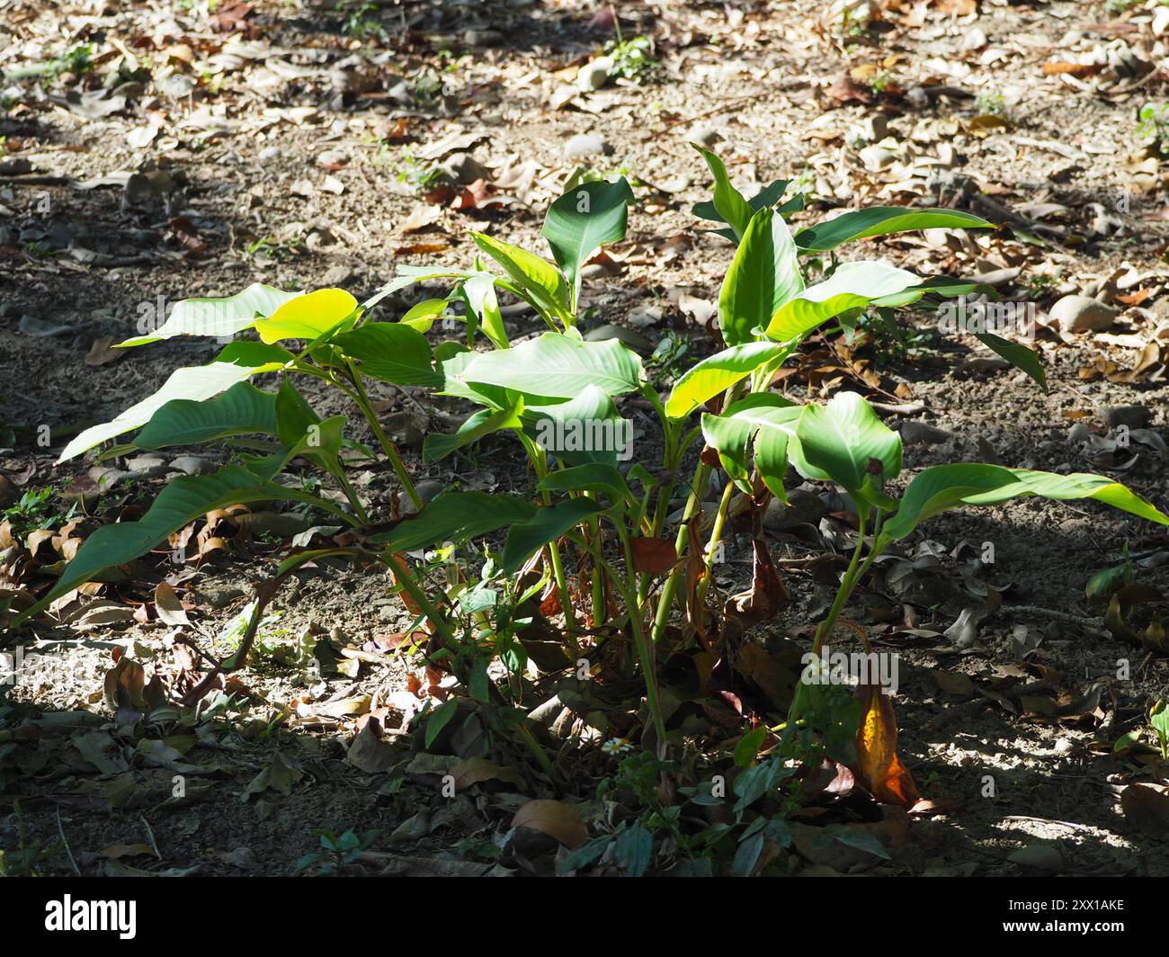 Indian shot (Canna indica) Plantae Stock Photo - Alamy