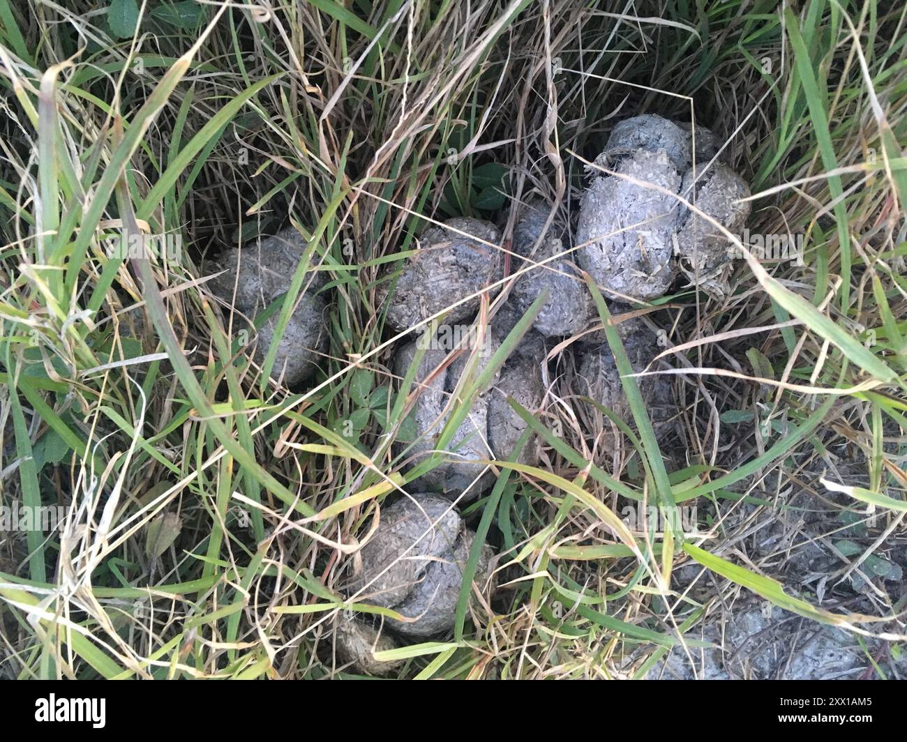 Mammals (Mammalia) Mammalia Stock Photo - Alamy
