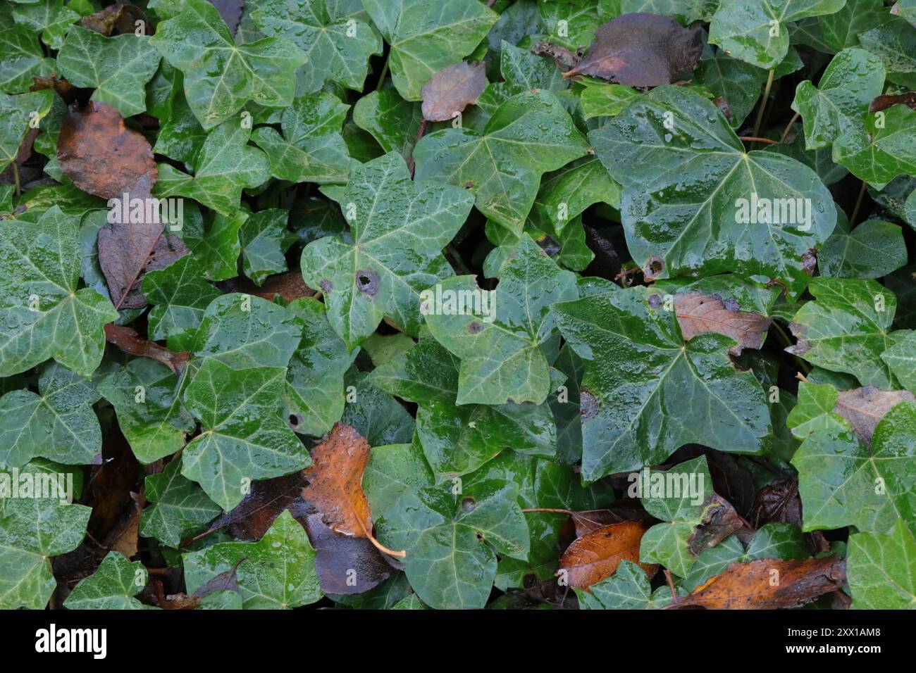 common ivy (Hedera helix) Plantae Stock Photo - Alamy
