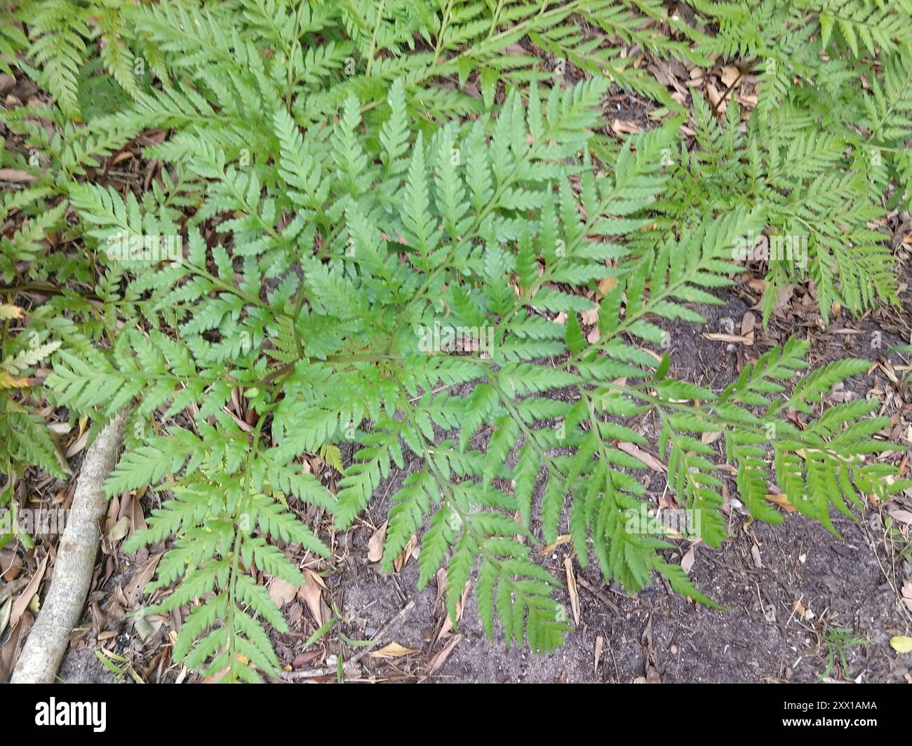 leatherleaf fern (Rumohra adiantiformis) Plantae Stock Photo - Alamy