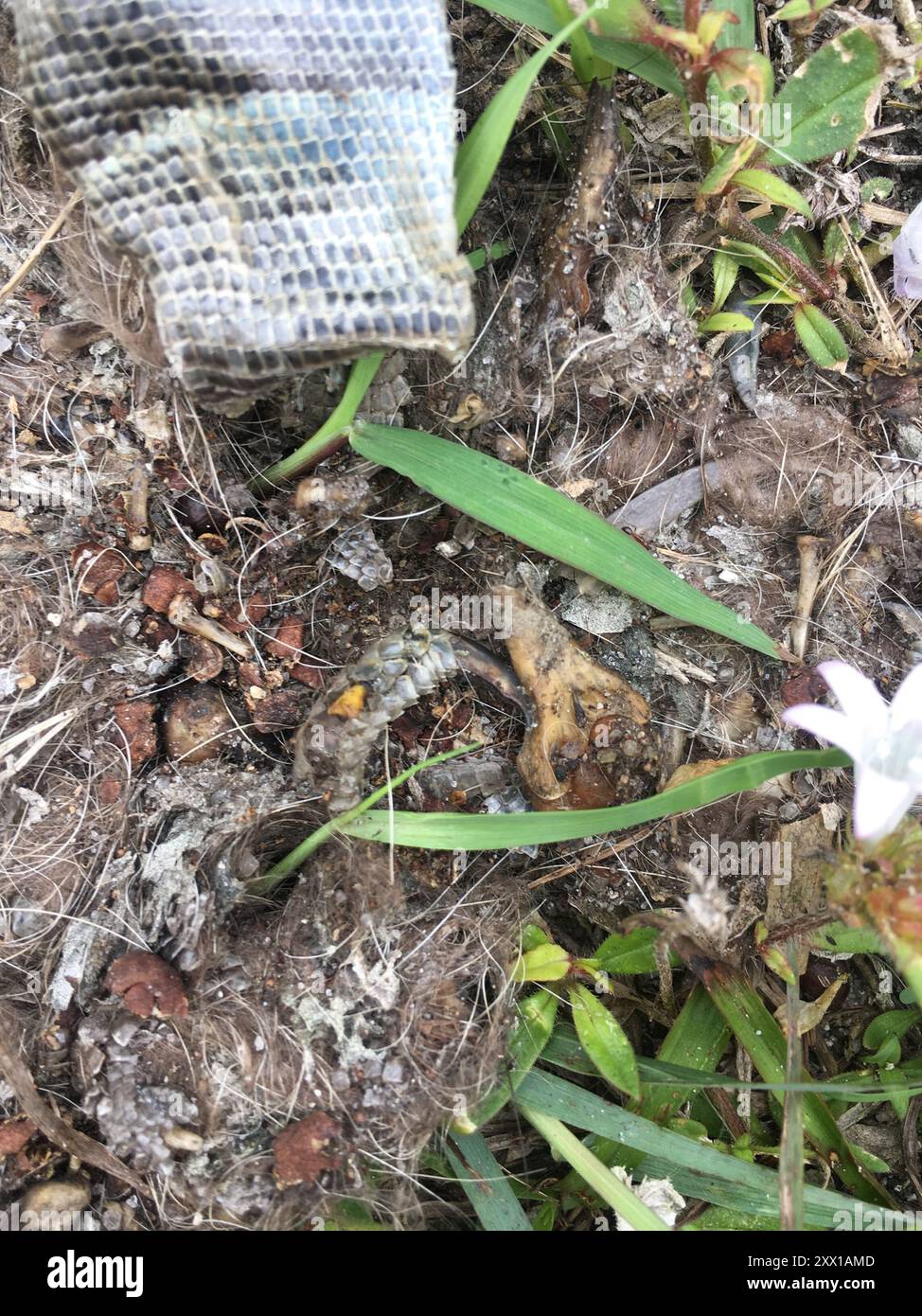 Carnivorans (Carnivora) Mammalia Stock Photo - Alamy