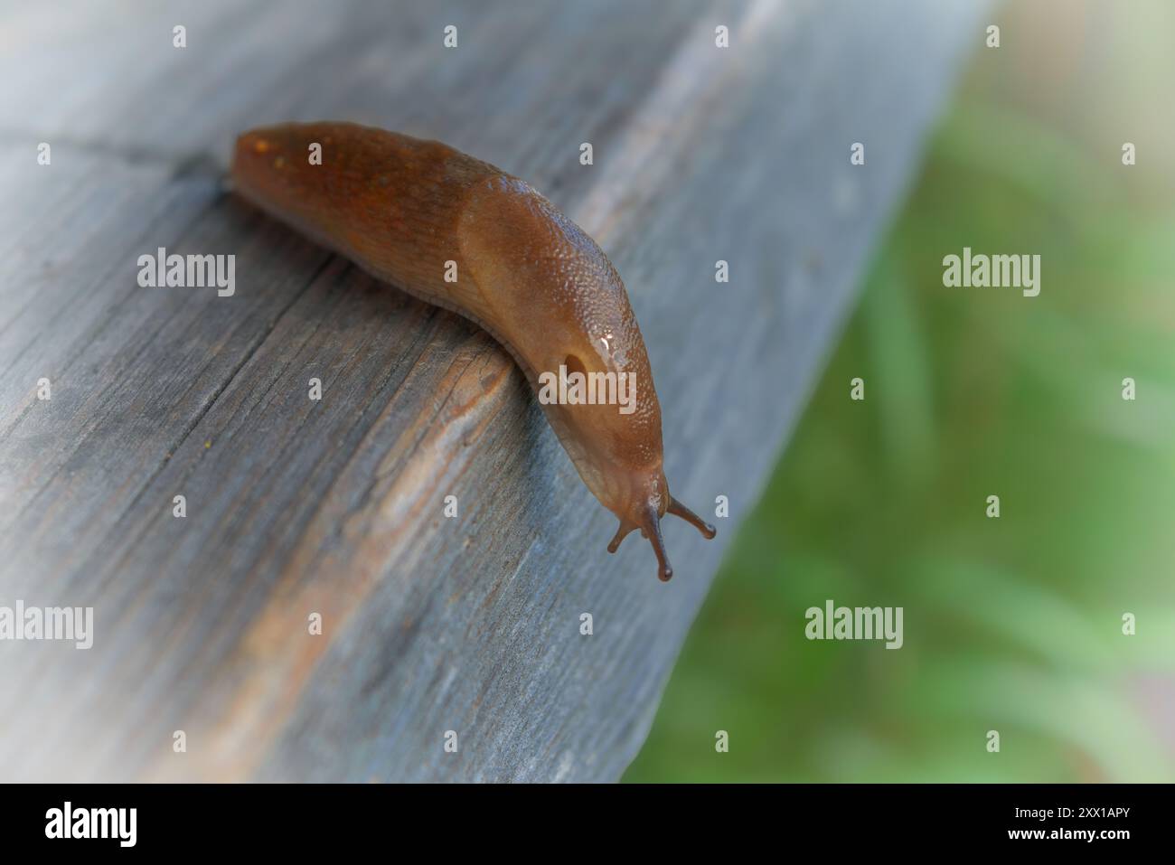 Ambigolimax valentianus (also known as Lehmannia valentiana) is a ...