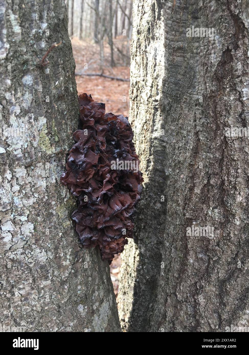 Leafy Brain (Phaeotremella foliacea) Fungi Stock Photo - Alamy