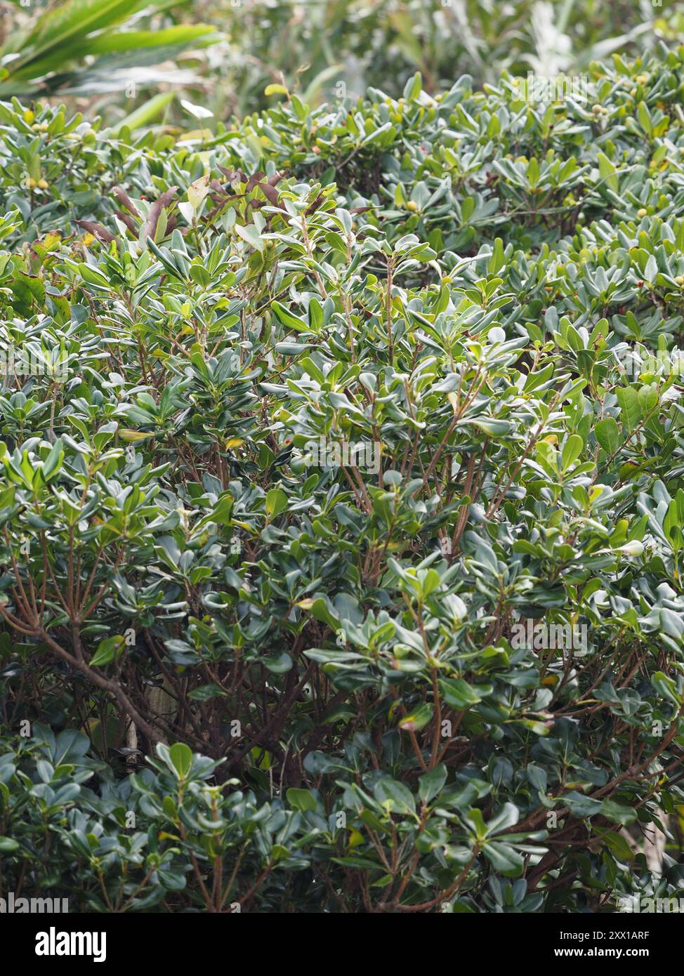 Japanese cheesewood (Pittosporum tobira) Plantae Stock Photo - Alamy