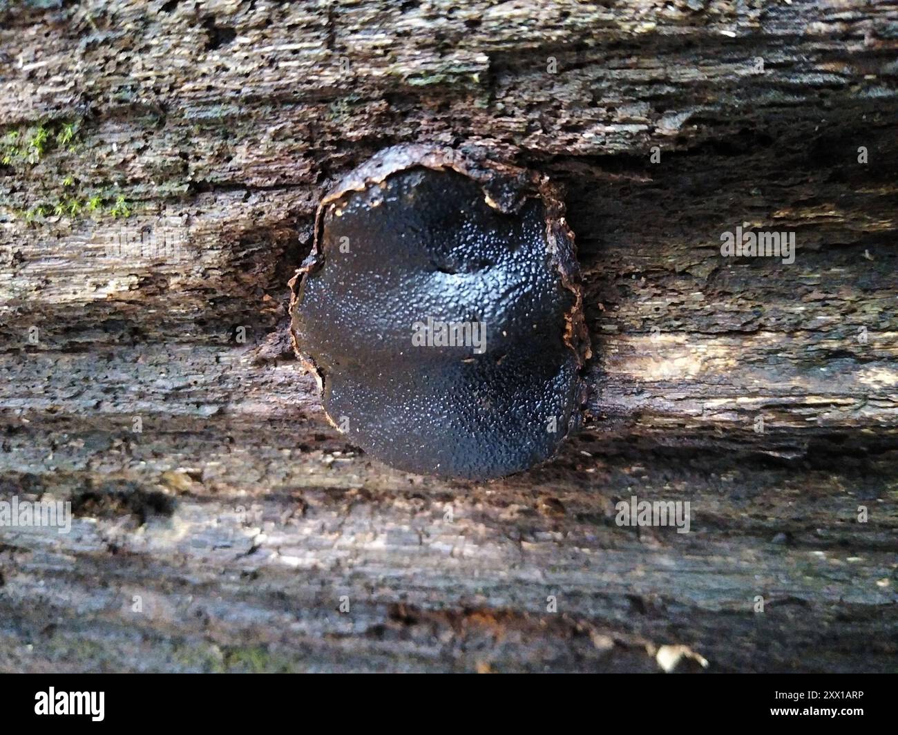 Dog's nose fungus (Camarops petersii) Fungi Stock Photo - Alamy