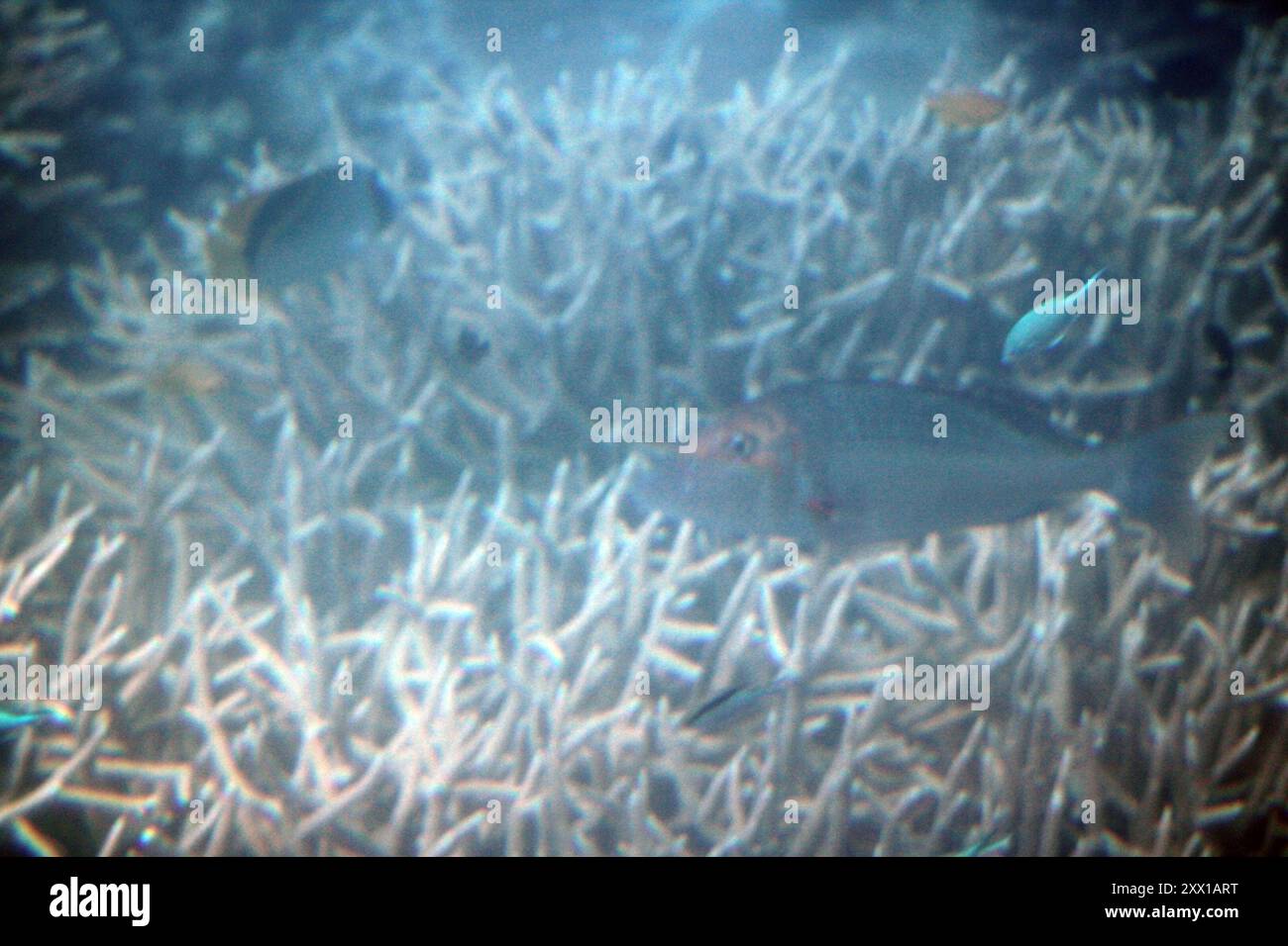 Redthroat Emperor (Lethrinus miniatus) Actinopterygii Stock Photo - Alamy