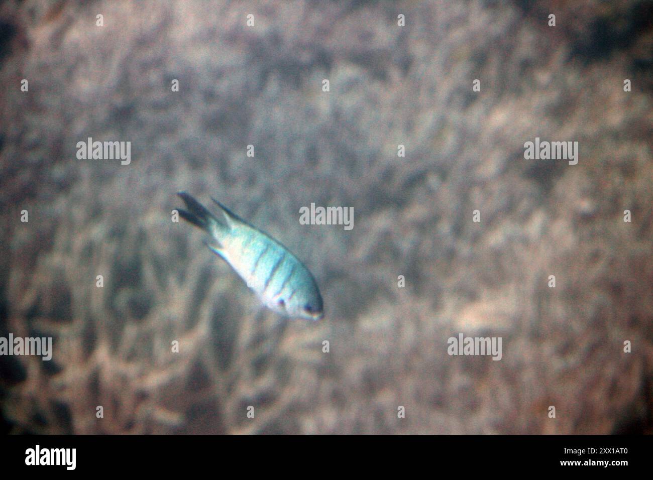 Whitley's Sergeant (Abudefduf whitleyi) Actinopterygii Stock Photo - Alamy