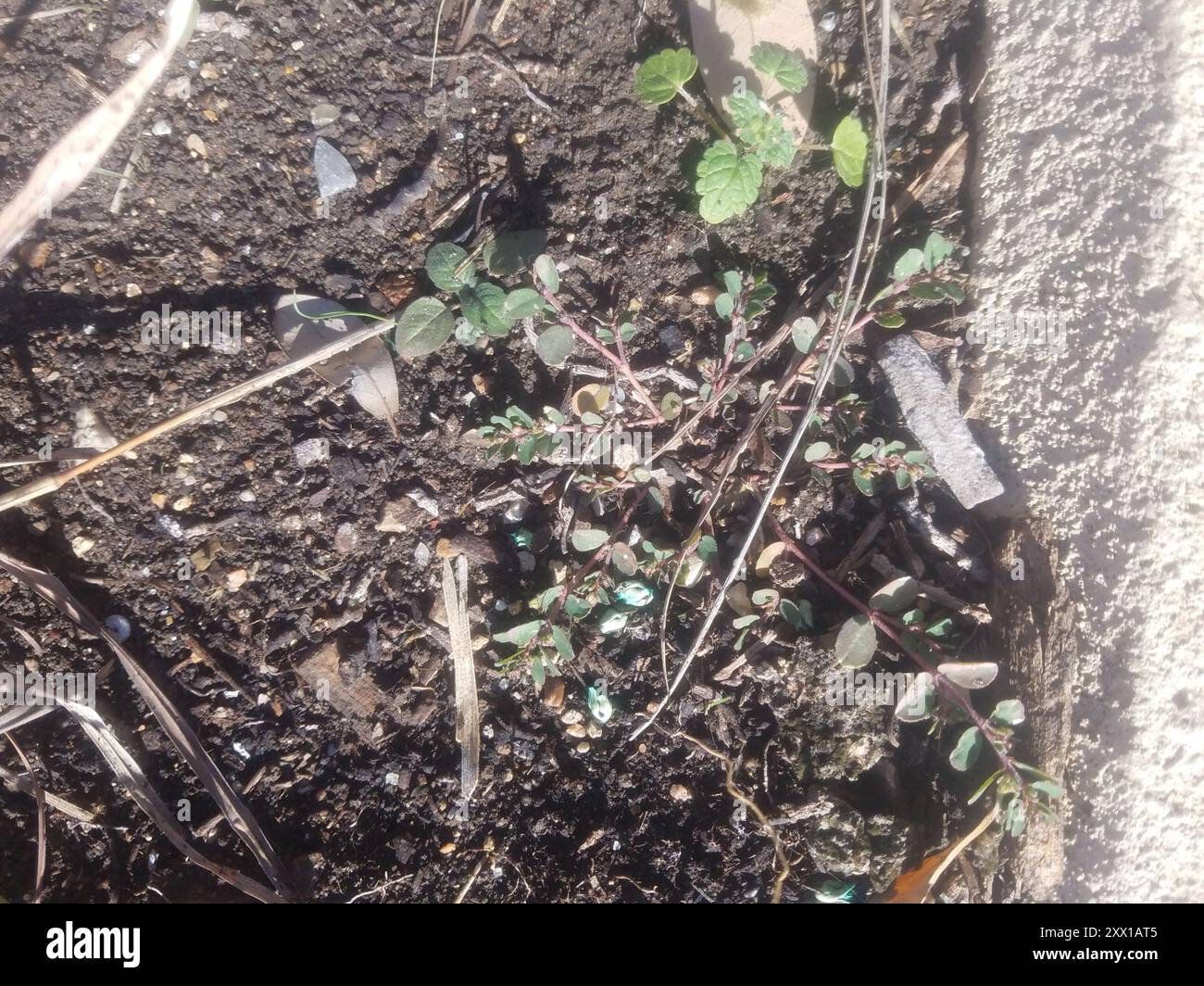 prostrate sandmat (Euphorbia prostrata) Plantae Stock Photo - Alamy