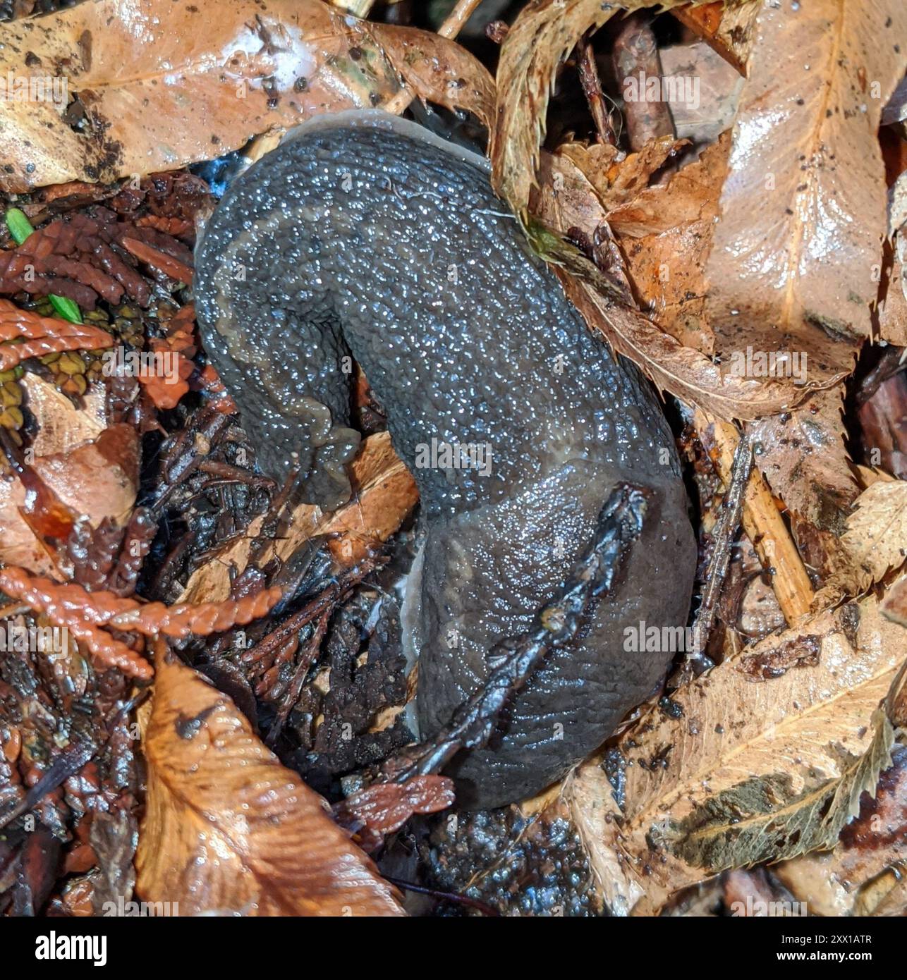 Leopard Slug (Limax maximus) Mollusca Stock Photo - Alamy