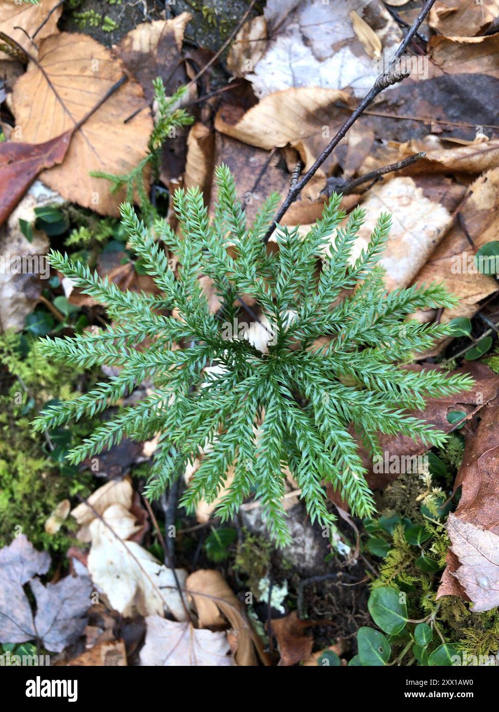 flat-branched tree-clubmoss (Dendrolycopodium obscurum) Plantae Stock ...